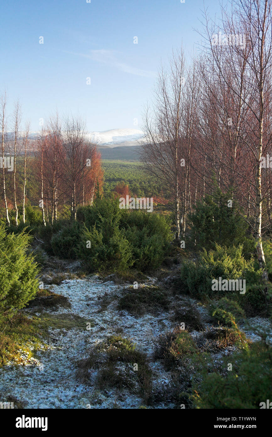 Scots pine and silver birch trees looking towards the Cairngorms near ...