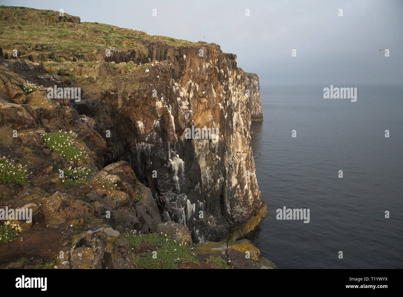Sea bird colony on the Isle of May Firth of Forth Scotland Stock Photo ...