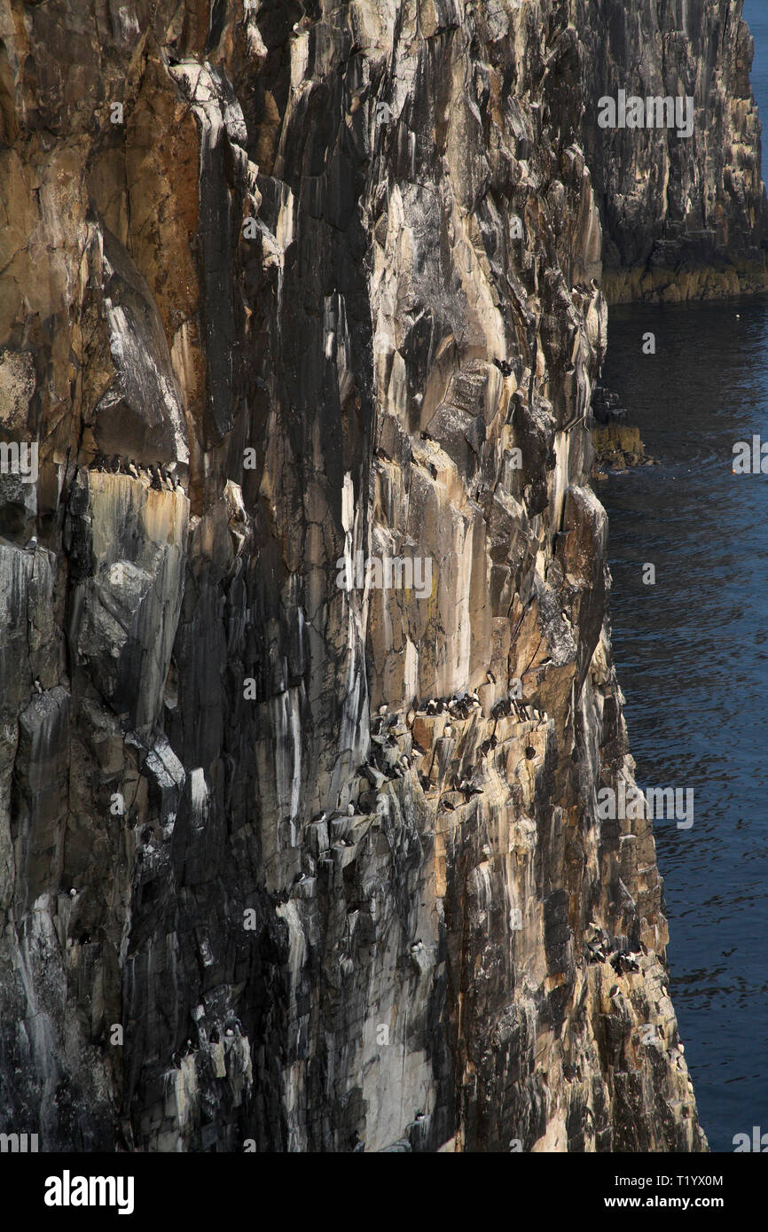 Sea bird colony on the Isle of May Firth of Forth Scotland Stock Photo ...