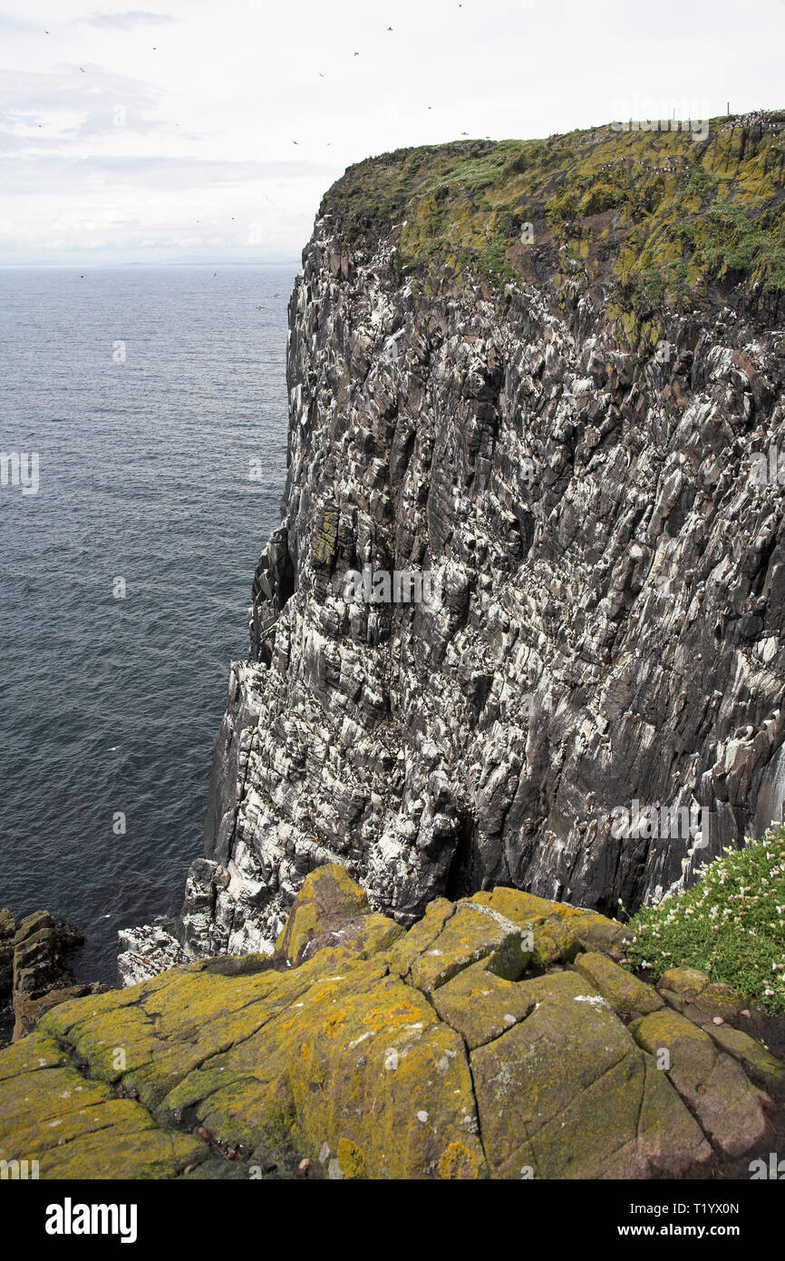 Sea bird colony on the Isle of May Firth of Forth Scotland Stock Photo ...