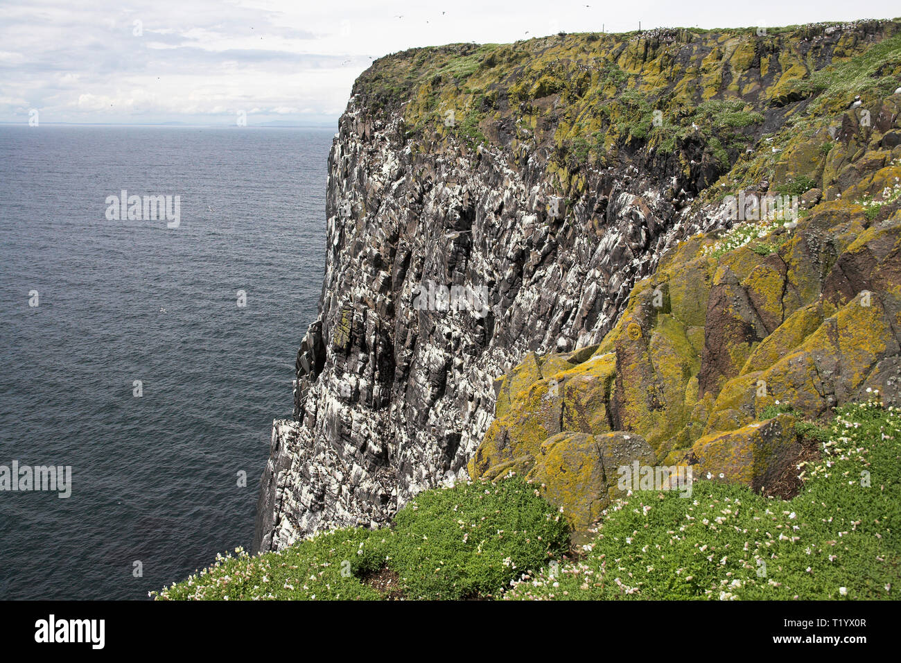 Sea bird colony on the Isle of May Firth of Forth Scotland Stock Photo ...