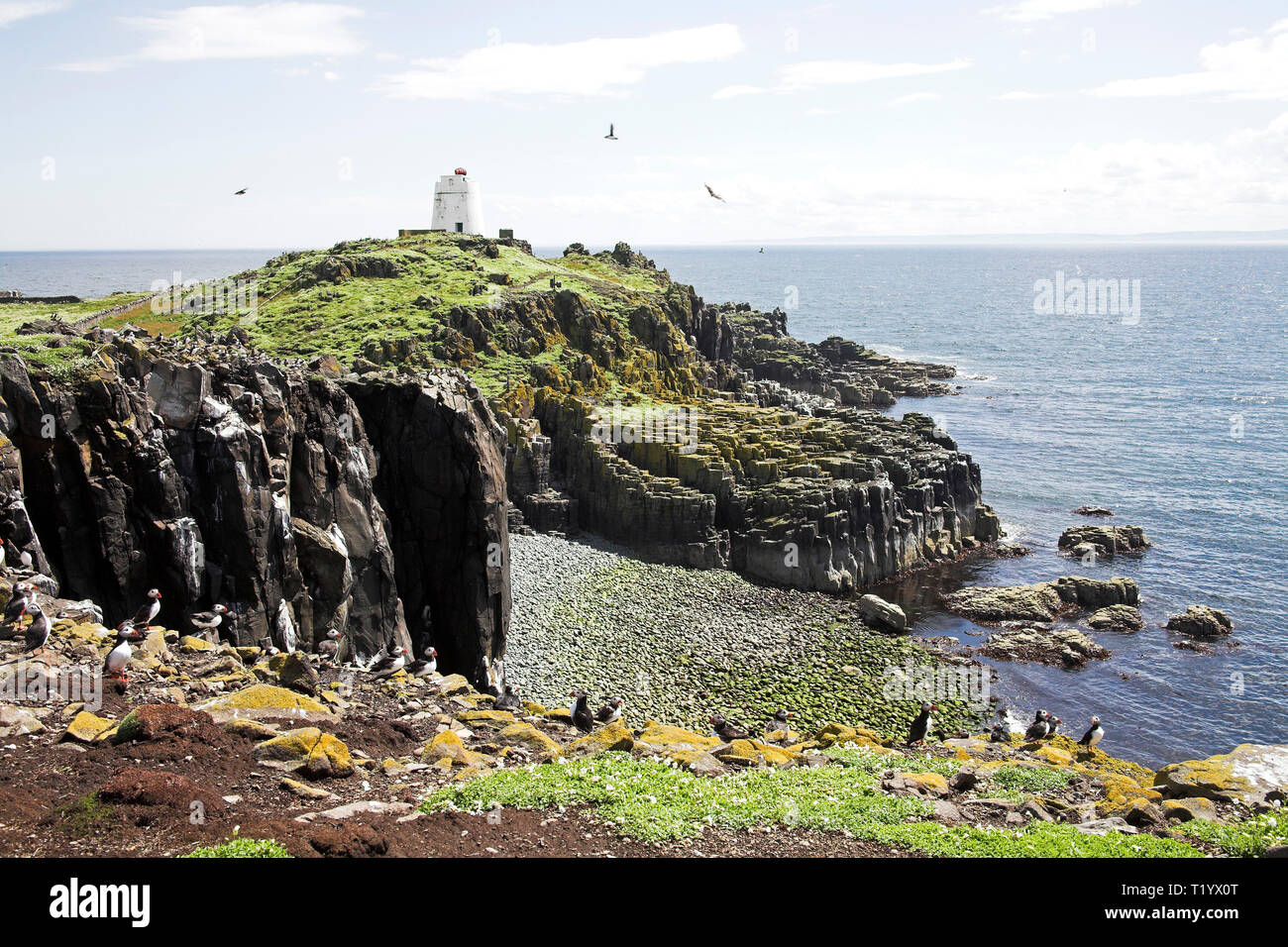 Puffins and sea birds on the Isle of May Firth of Forth Scotland Stock ...