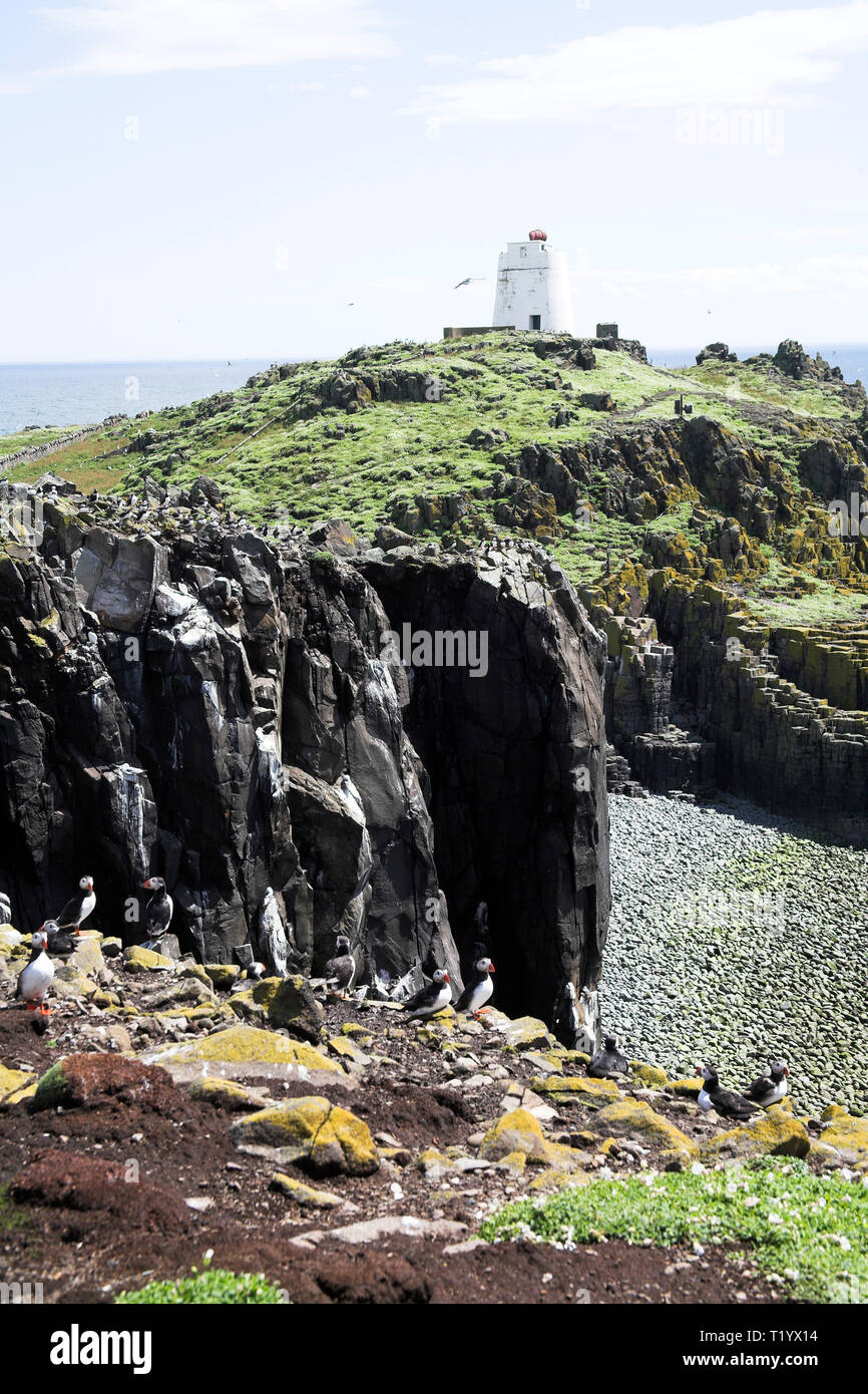 Puffins and sea birds on the Isle of May Firth of Forth Scotland Stock ...