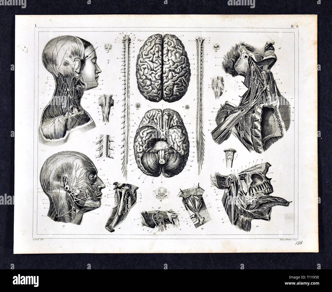 Vintage brain anatomy hi-res stock photography and images - Alamy