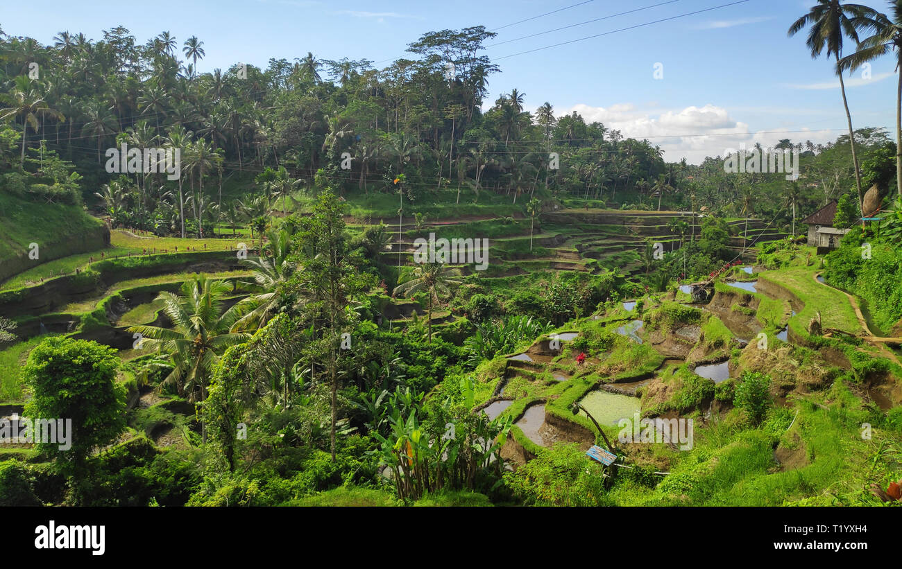 Tegalalang rice terraces in Ubud, Bali. Tegalalang Rice Terrace is one ...