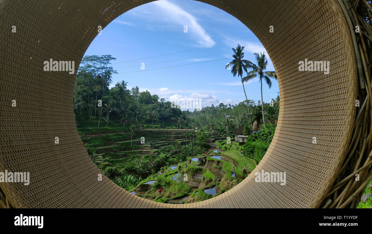 Tegalalang rice terraces in Ubud, Bali. Tegalalang Rice Terrace is one ...