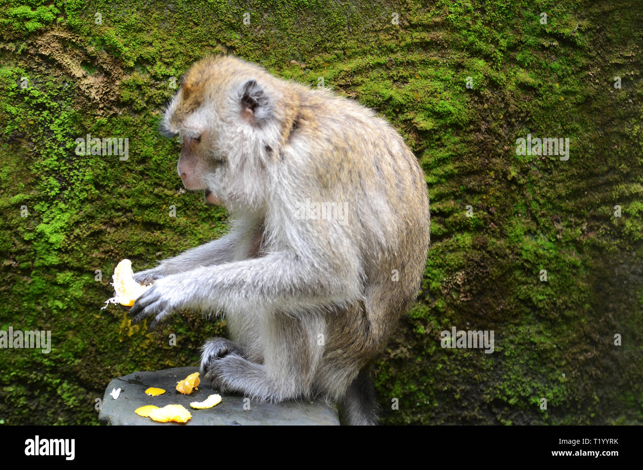 Portrait of a monkey sitting on a stone Stock Photo - Alamy