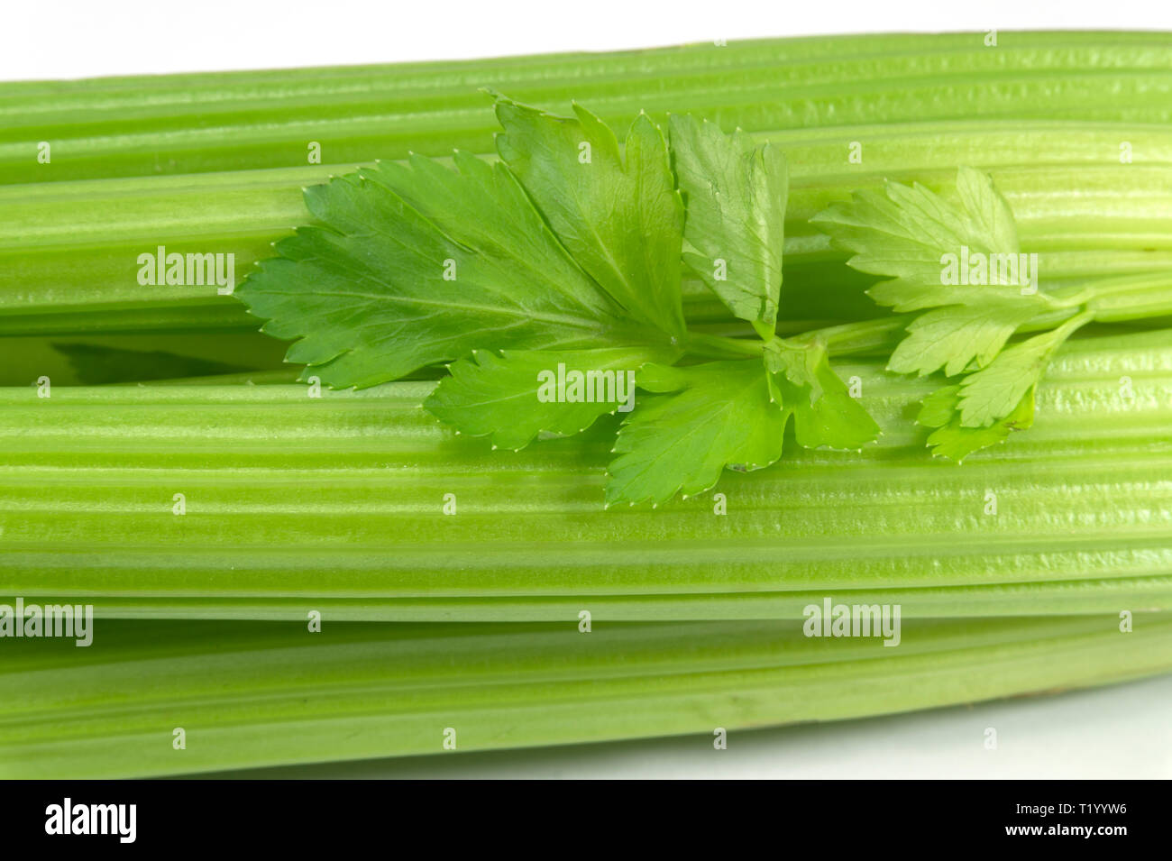 Celery leaves and stem in close up isolated on white background ...