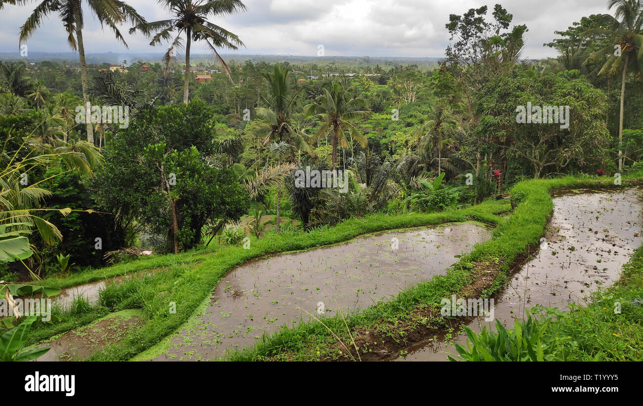 Tegalalang rice terraces in Ubud, Bali. Tegalalang Rice Terrace is one ...