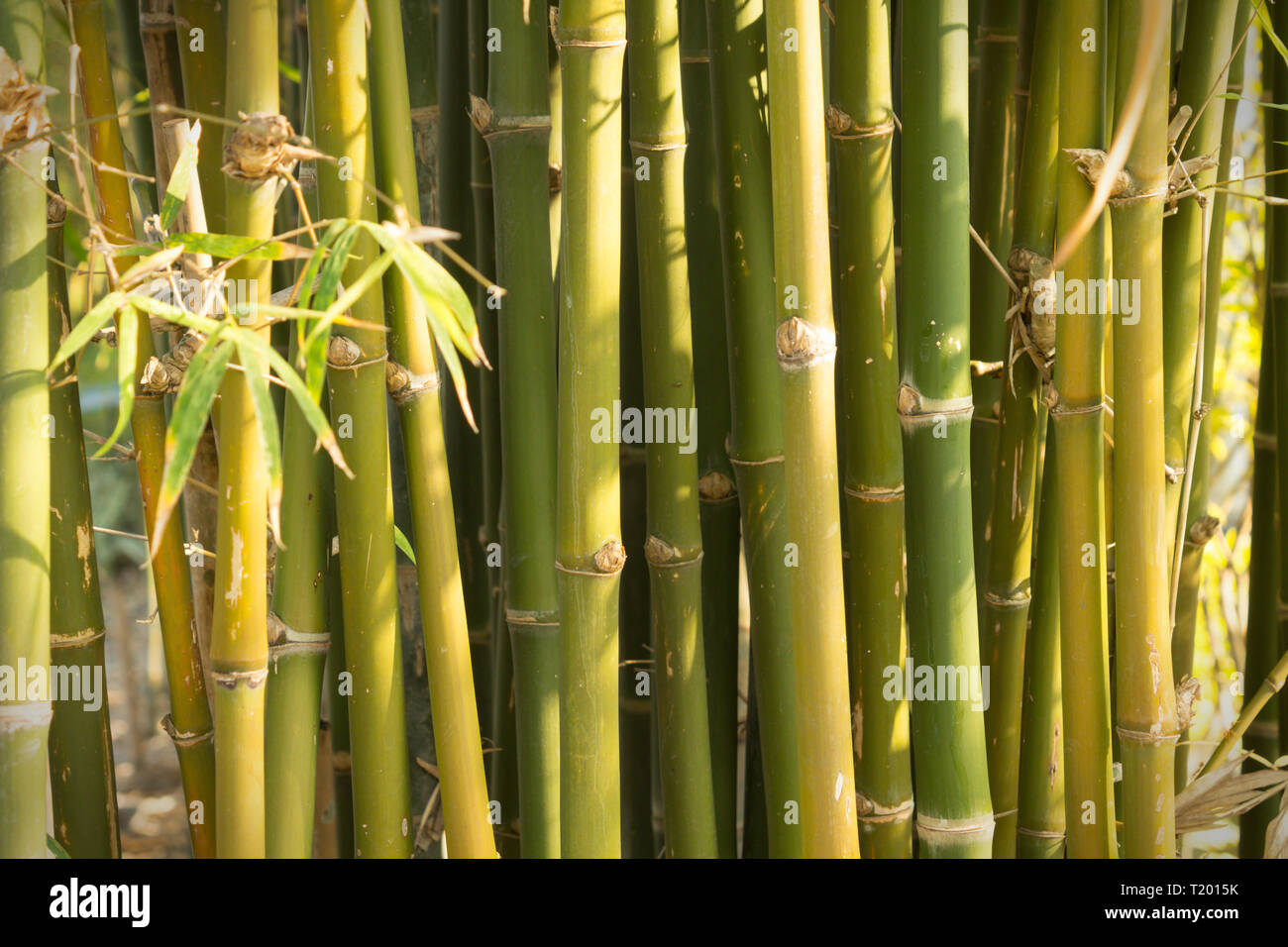Bamboo trees,nature background and texture Stock Photo - Alamy