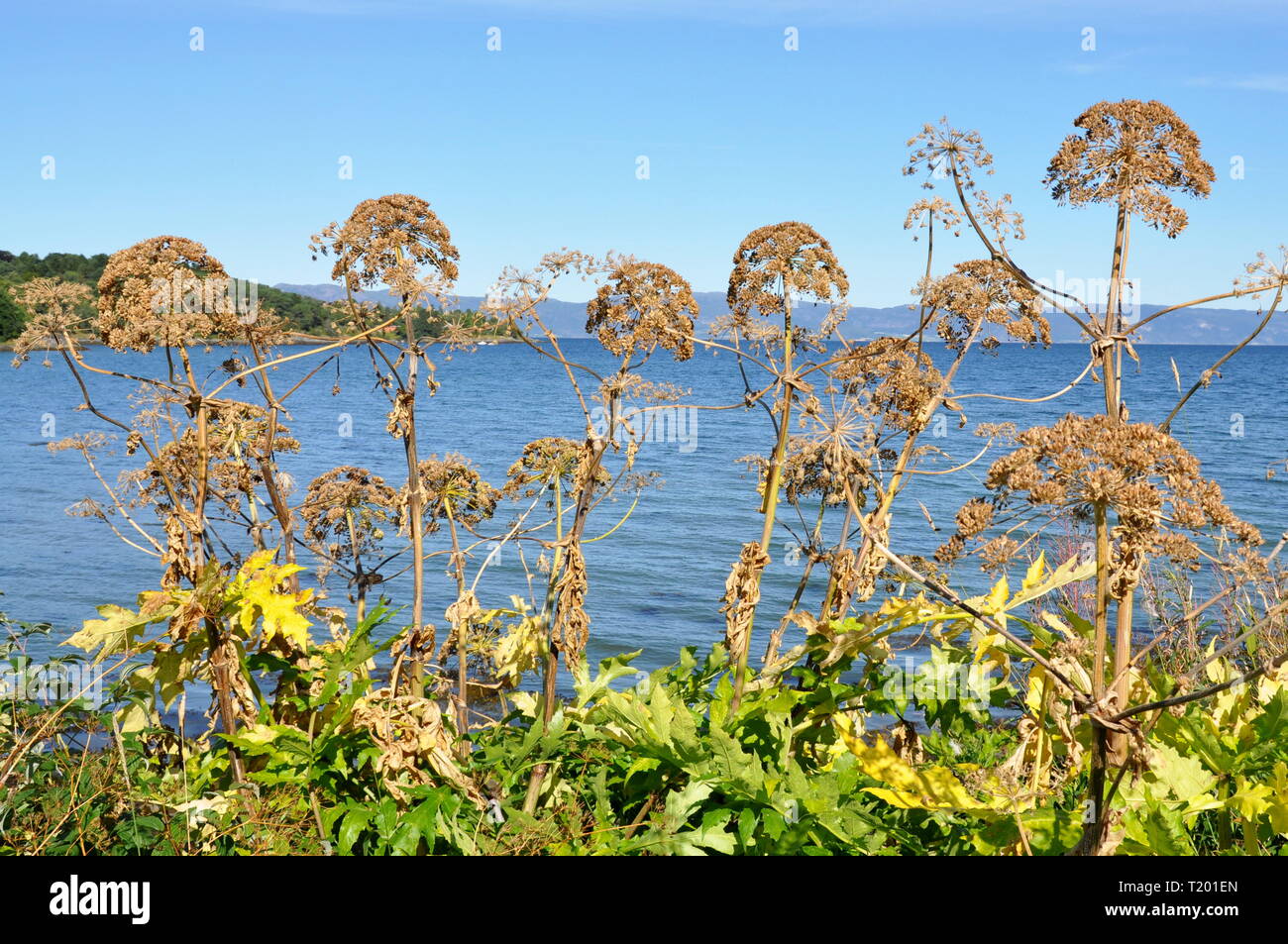 The invasive plant Persian hogweed Heracleum persicum Stock Photo - Alamy