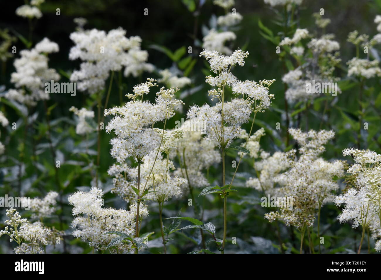 Closeup on flowering meadowsweet Filipendula ulmaria Stock Photo - Alamy