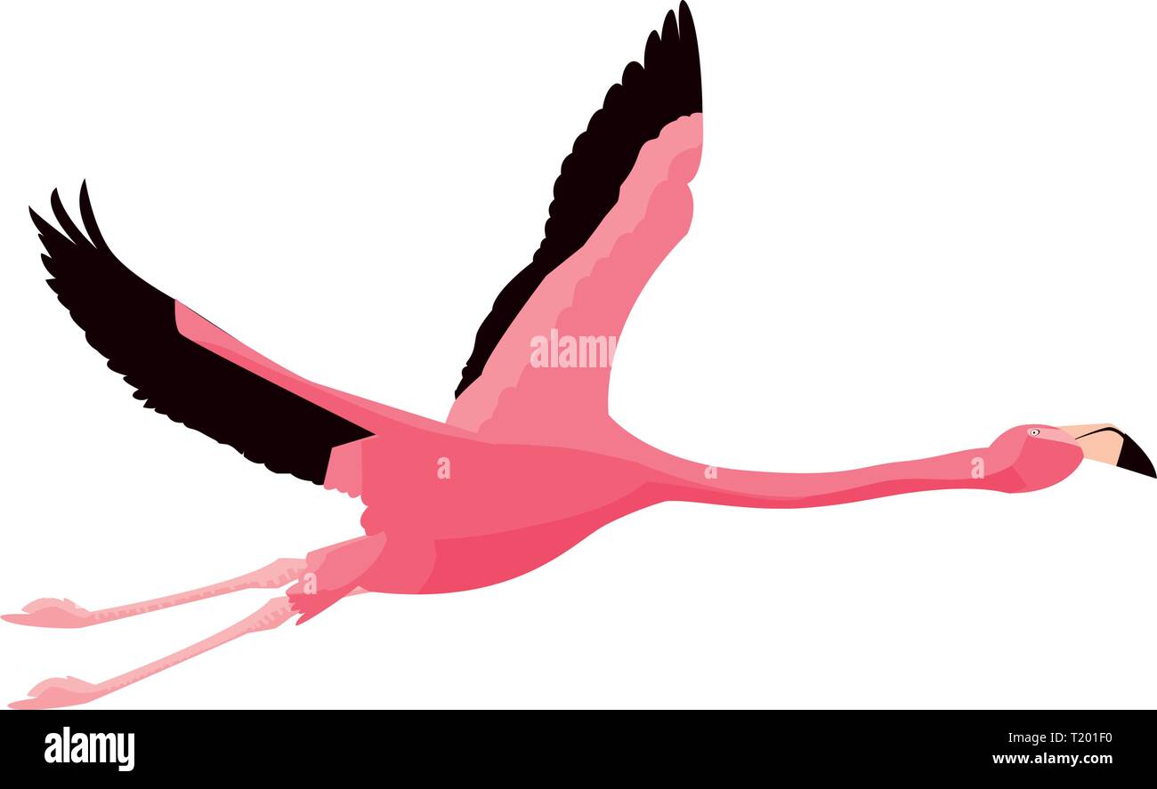 elegant flamingo bird flying vector illustration design Stock Vector ...