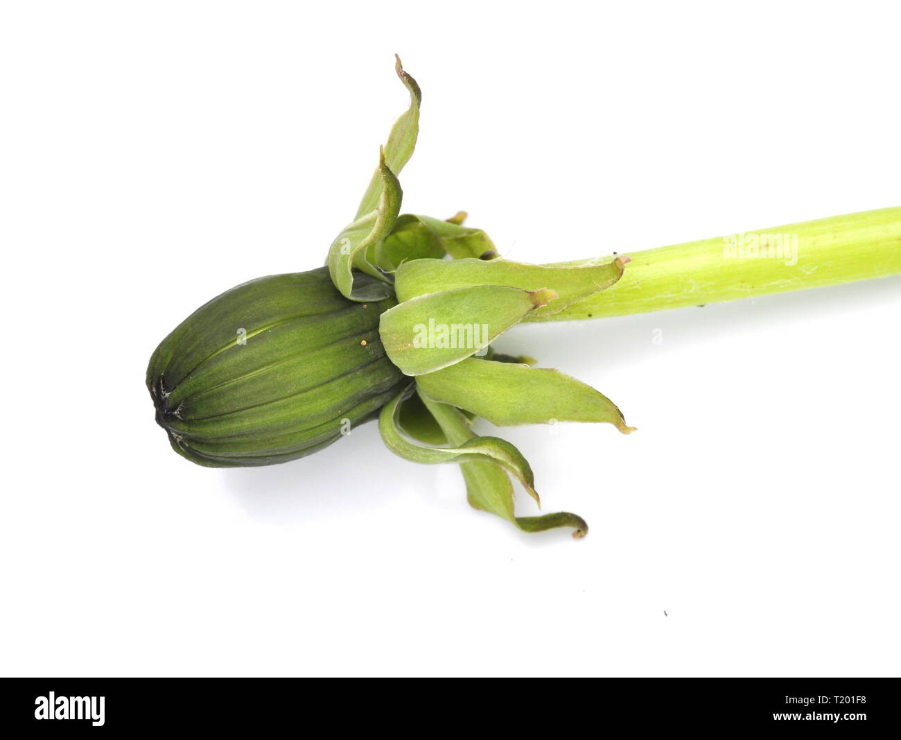 Close up dandelion Cut Out Stock Images & Pictures - Alamy