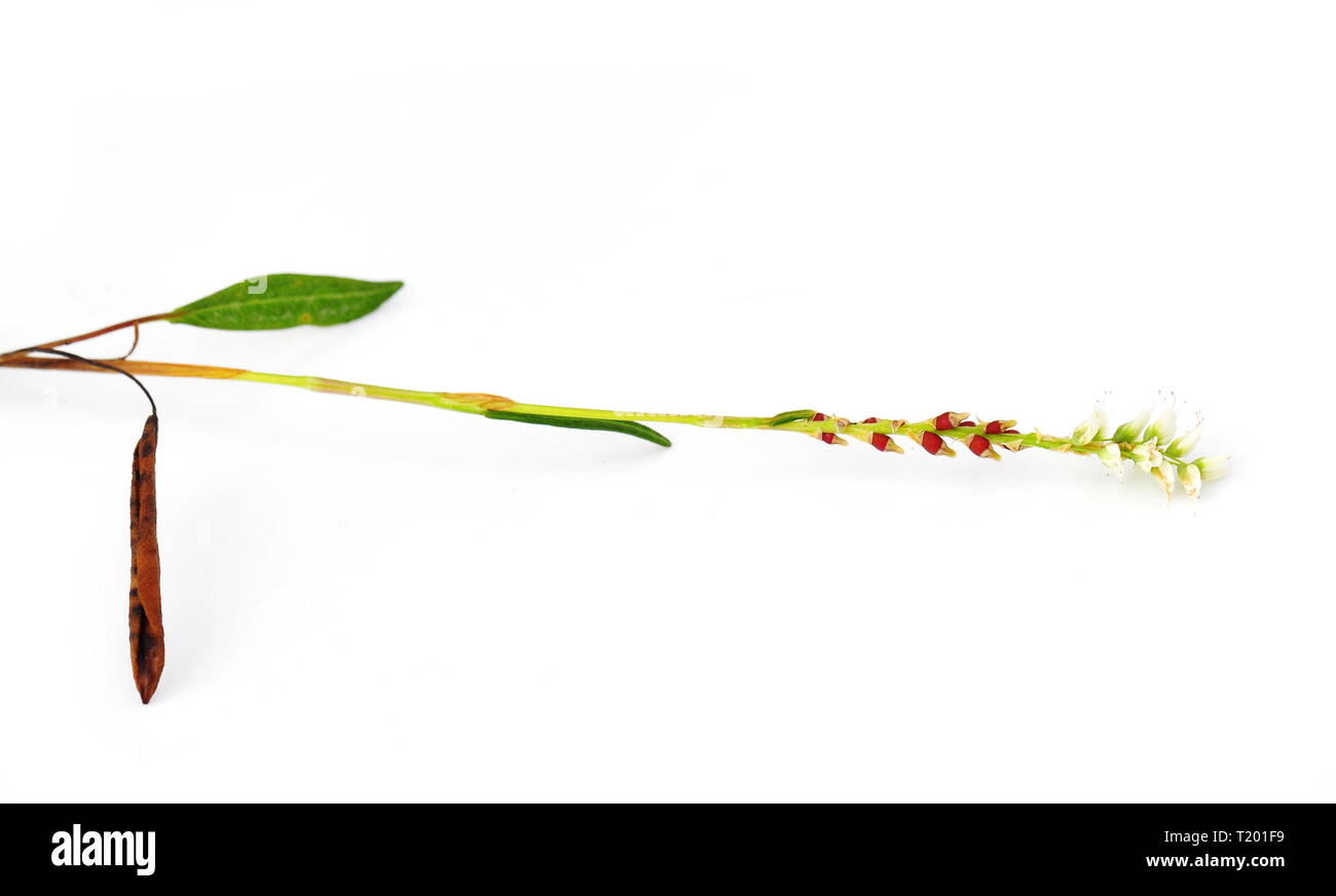Alpine bistort Bistorta vivipara on white background Stock Photo - Alamy