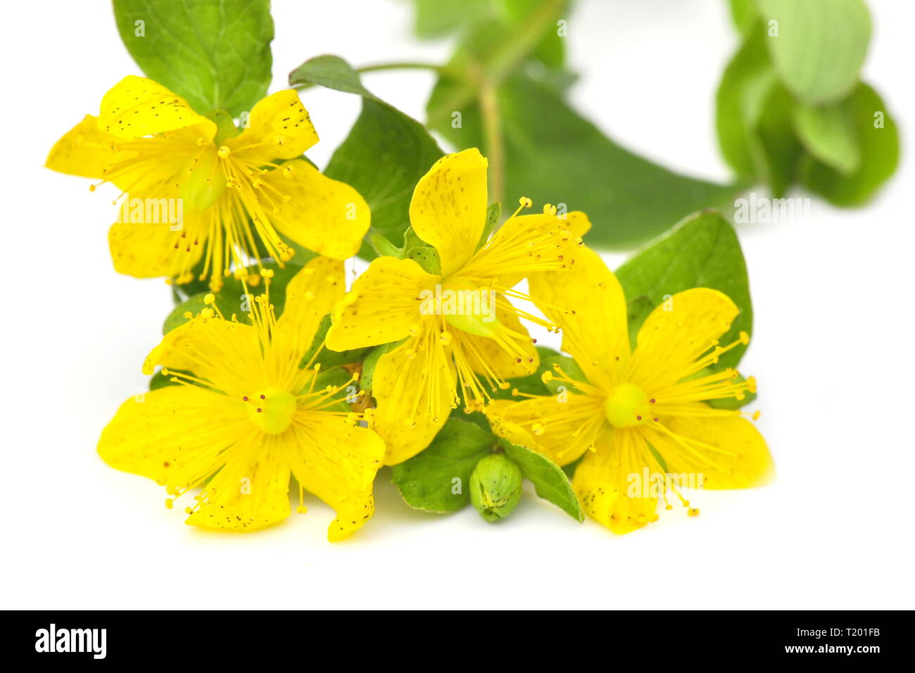 Hypericum plant with flowers on white background Stock Photo - Alamy