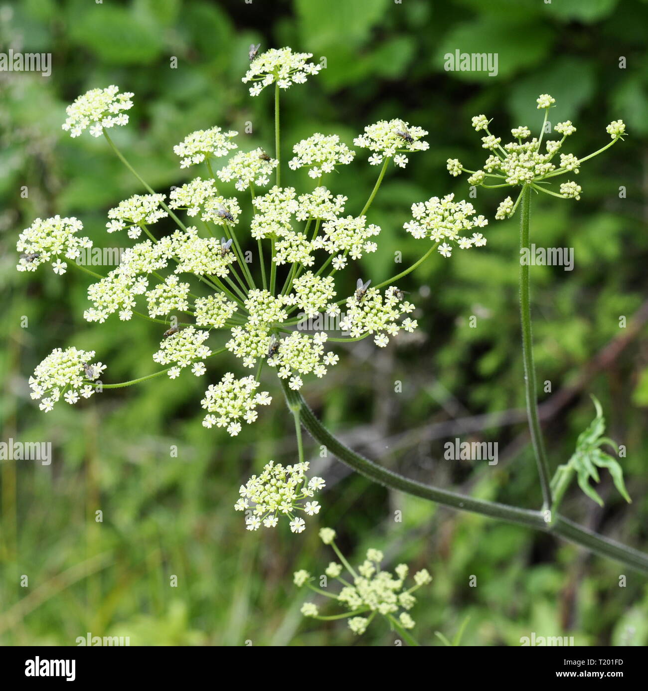 Cow parsley Anthriscus sylvestris flowers Stock Photo - Alamy