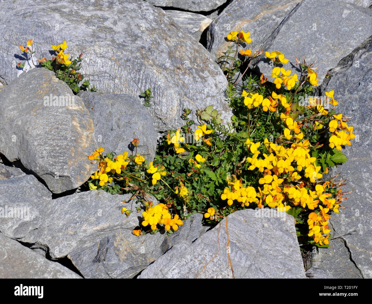 Common birds foot trefoil flower hi-res stock photography and images ...