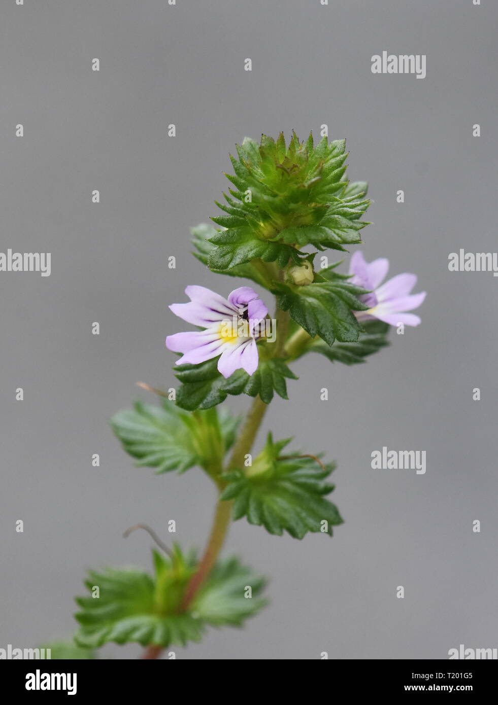 Wildflower Herb High Resolution Stock Photography and Images - Alamy