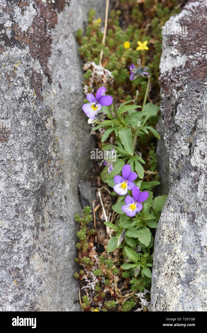 Wild pansy flowers Viola tricolor growing in a crevice between rocks ...