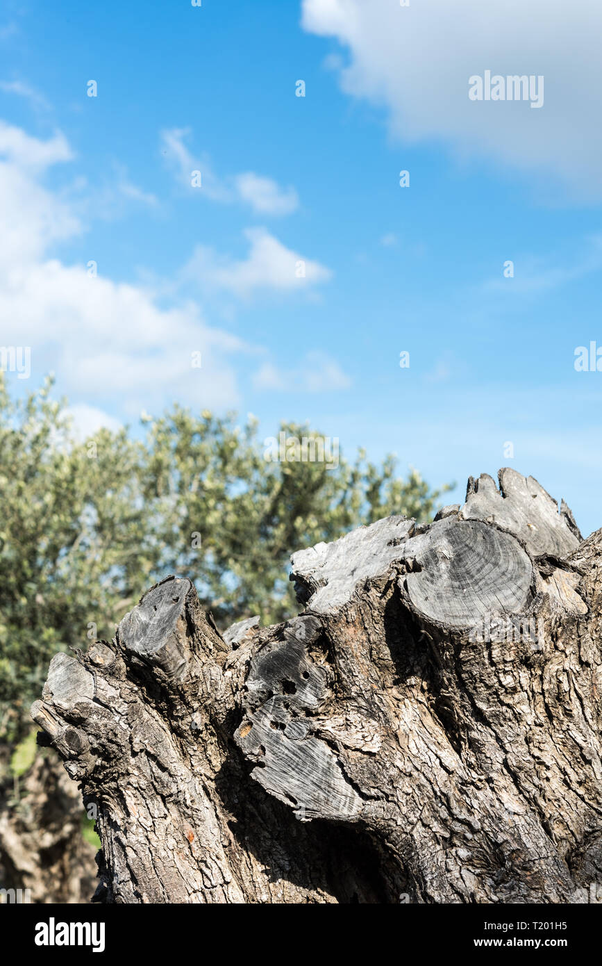 n forest with tree bark - Eucalyptus trees - bushes foliage - nature ...