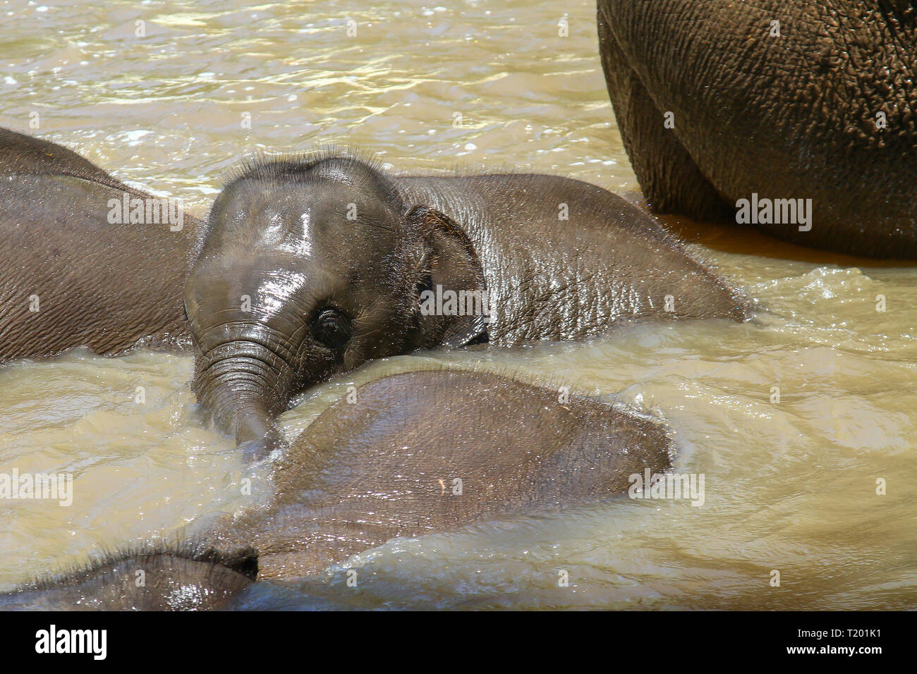 Elephants bathing washing river hi-res stock photography and images - Alamy