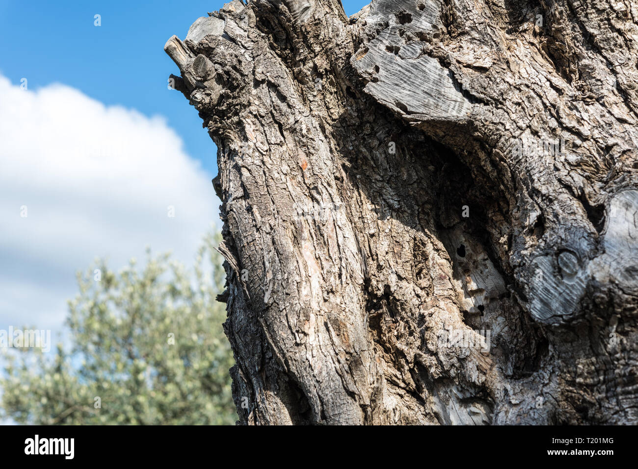 n forest with tree bark - Eucalyptus trees - bushes foliage - nature ...