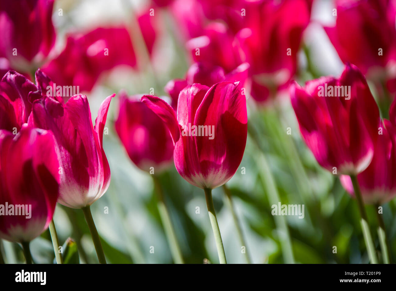 Tilted flower hi-res stock photography and images - Alamy