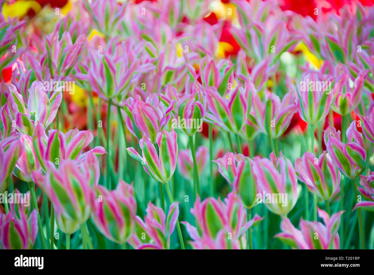 Many bright multi-colored tulips.Rare varieties of tulips Stock Photo ...