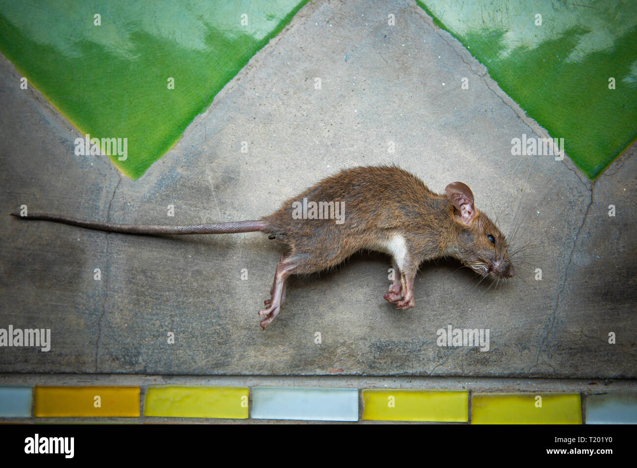 body of dead rat on raw cement floor Stock Photo - Alamy