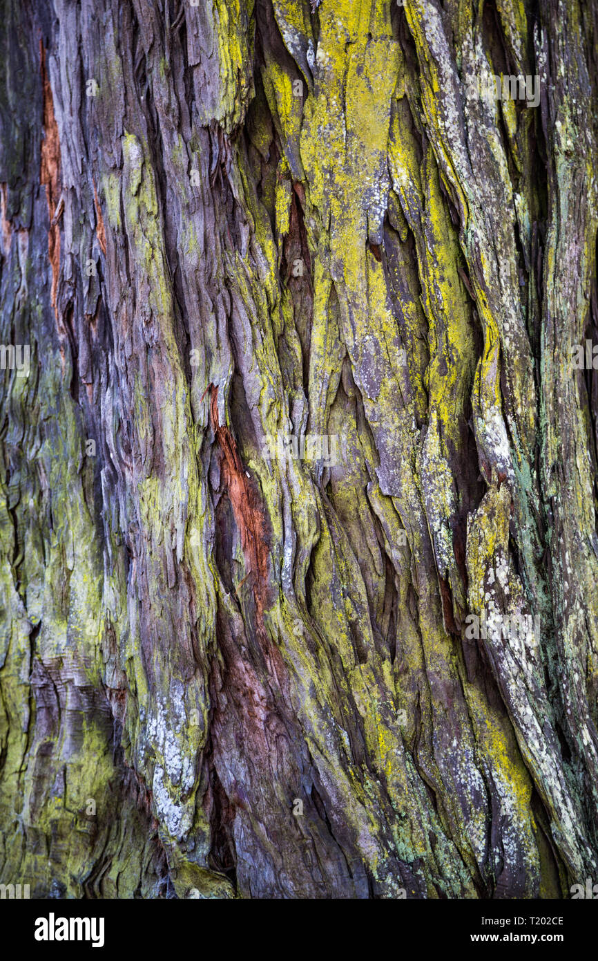 Detail old tree texture hi-res stock photography and images - Alamy