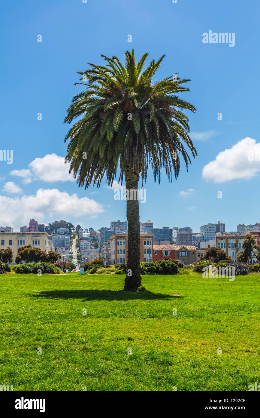 Palm tree on a green field in San Francisco Stock Photo - Alamy