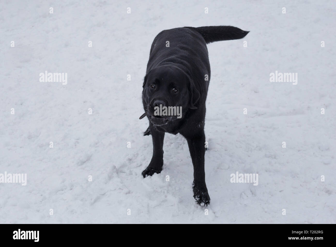 Cute black labrador retriever is running on the white snow. Pet animals ...