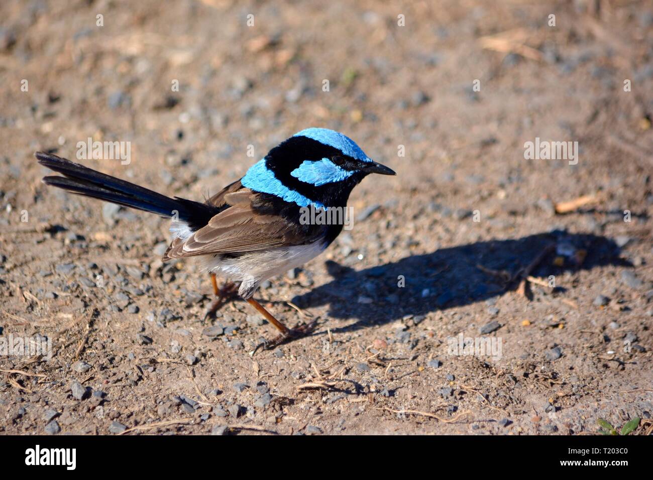 Bird, Blue Superb Fairy Wren male, on the ground, closeup, Australian ...