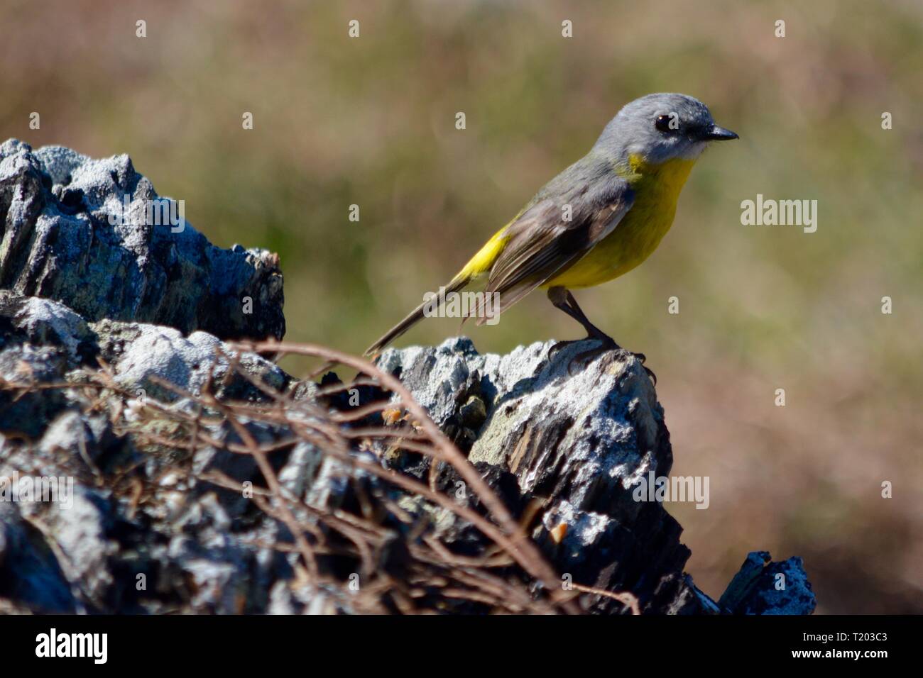 Vibrant yellow underparts hi-res stock photography and images - Alamy