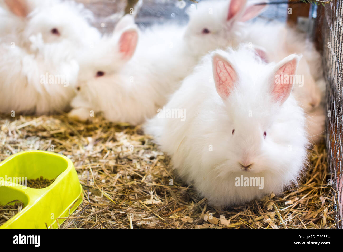 Four funny fluffy Angora rabbit with silky and soft white wool in a ...