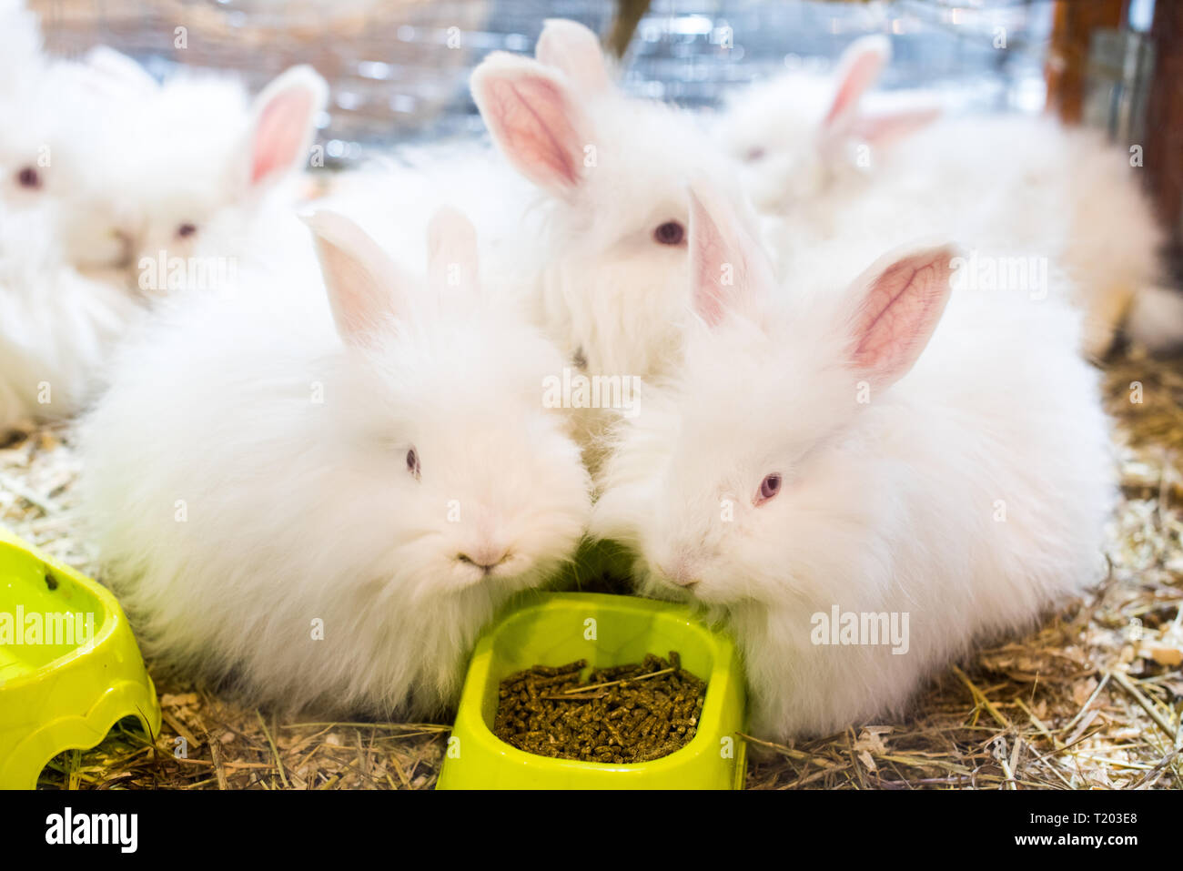 Angora rabbit funny hi-res stock photography and images - Alamy