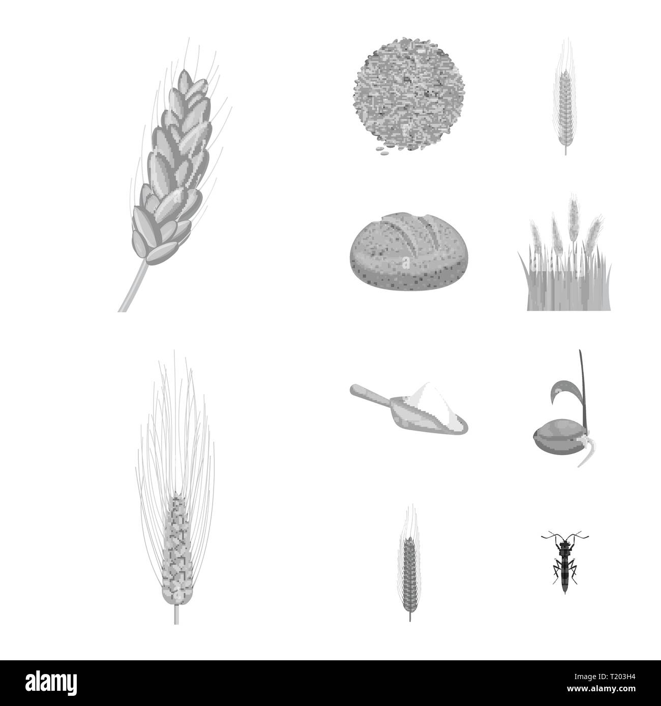 spring,bread,barley,flour,seed,fly,spike,seeds,winter,meal,grow,insect ...