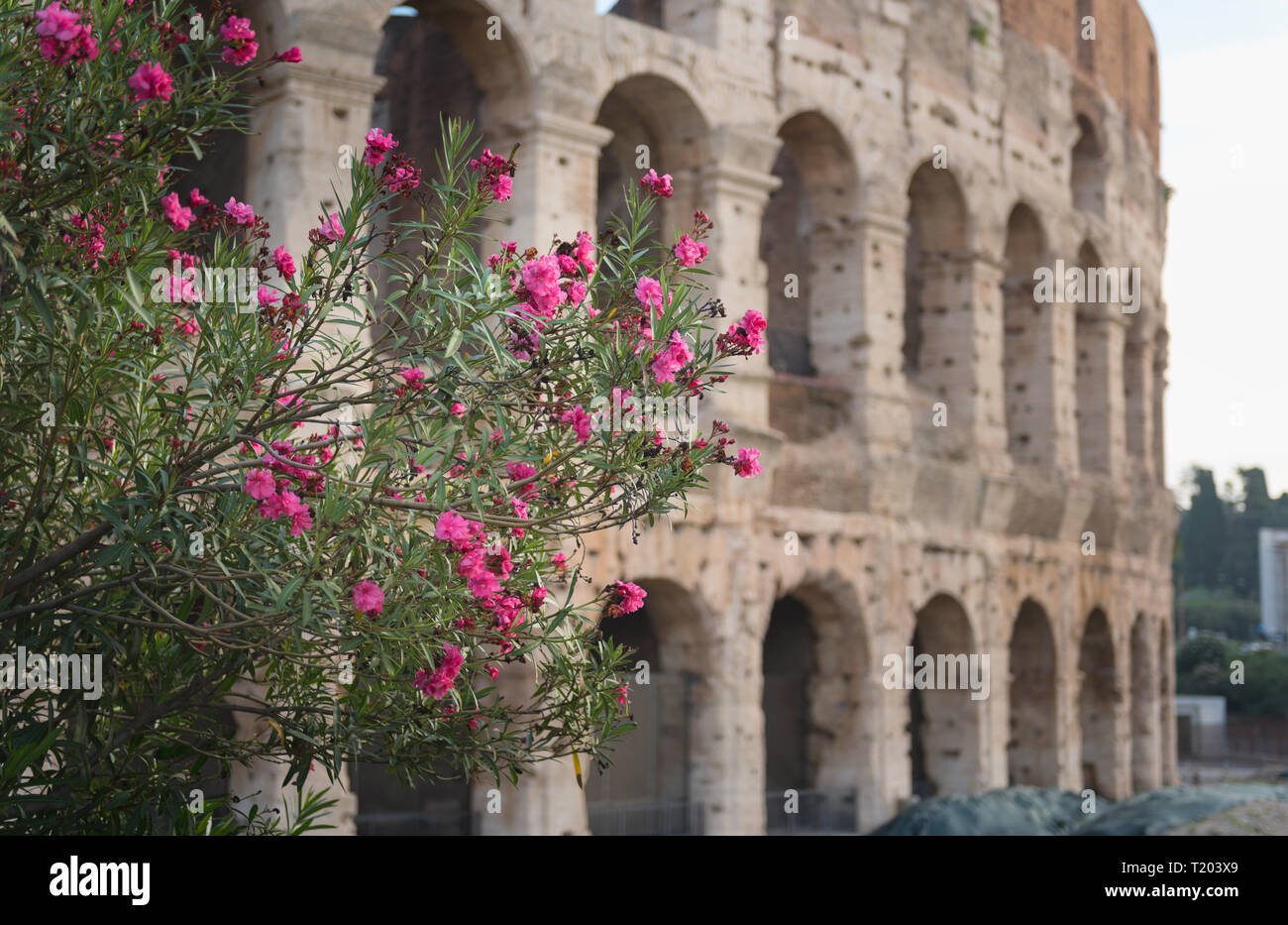 Roman colosseum flowers hi-res stock photography and images - Alamy