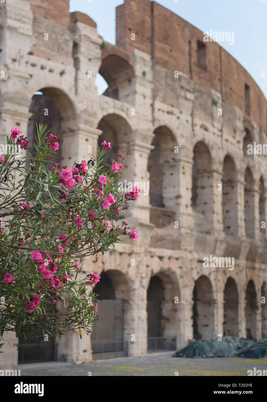 Roman colosseum flowers hi-res stock photography and images - Alamy