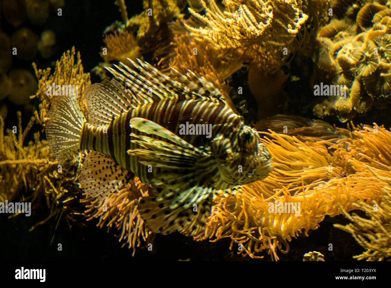 Red lionfish (Pterois volitans), venomous coral reef fish, Salt water ...