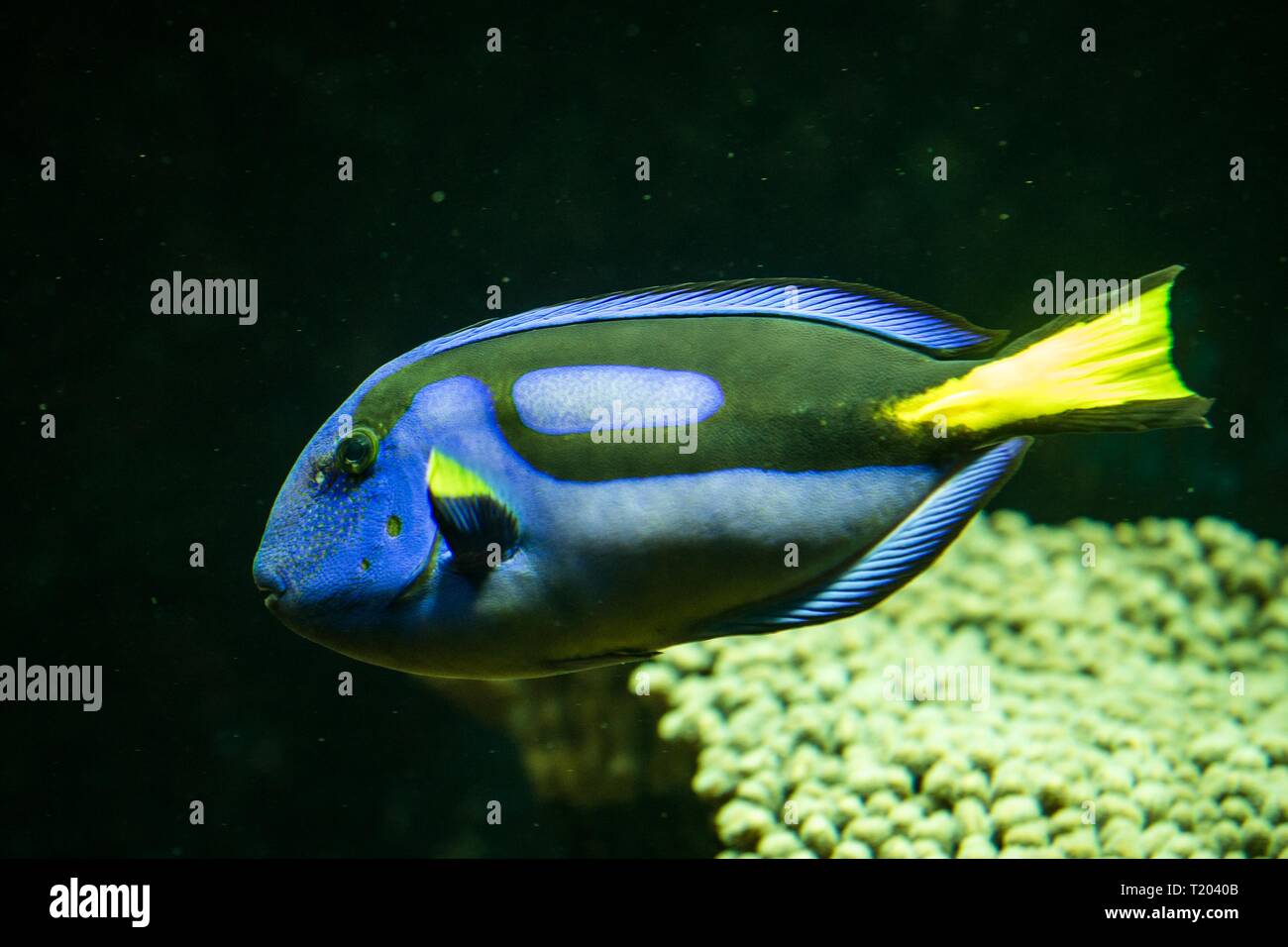 Coral reef fish pacific blue tan paracanthurus hepatus, oral reef fish ...