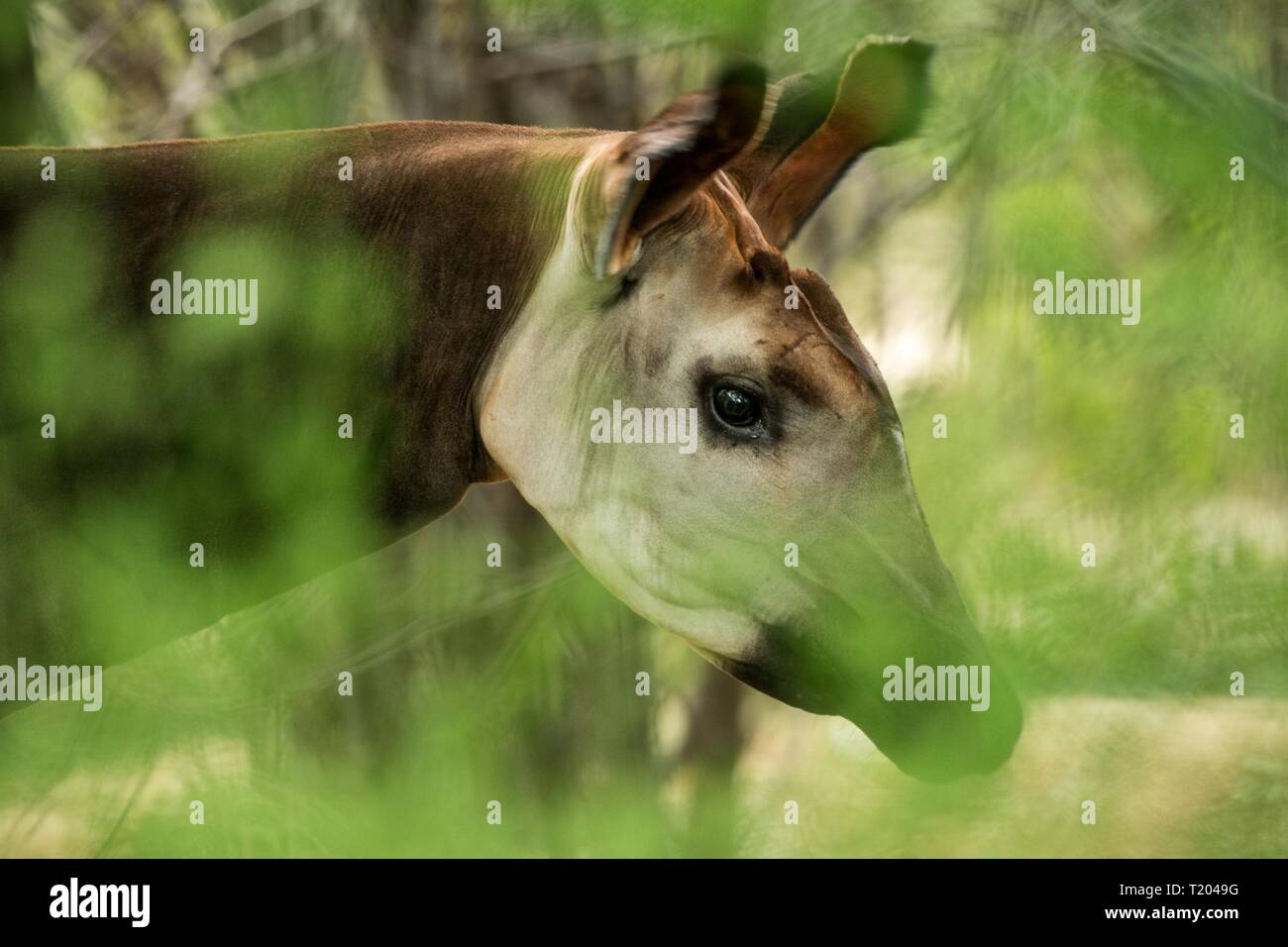 Okapi (Okapia johnstoni), forest giraffe or zebra giraffe, artiodactyl ...