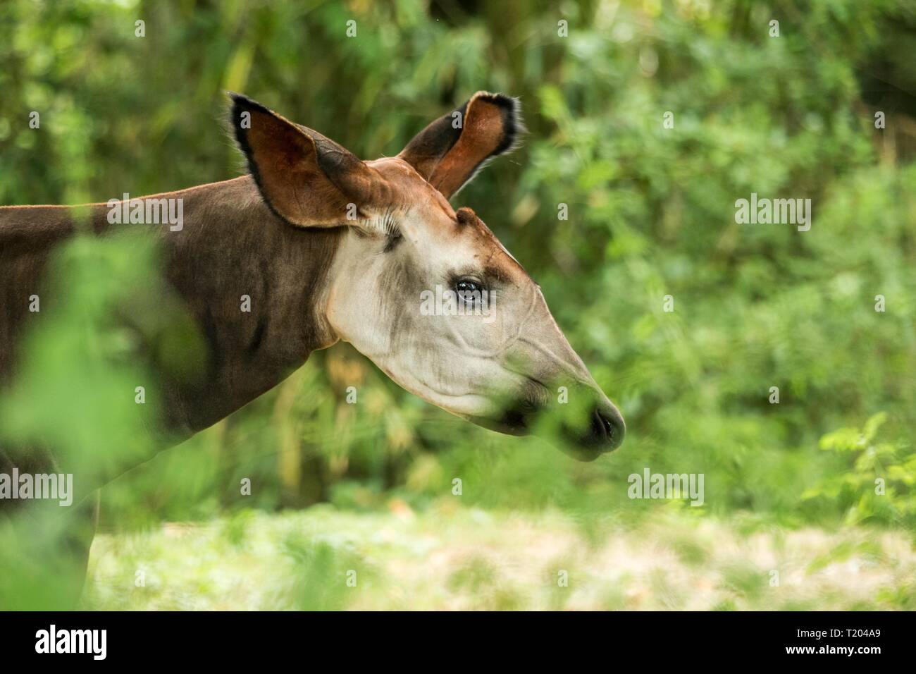 Okapi (Okapia johnstoni), forest giraffe or zebra giraffe, artiodactyl ...