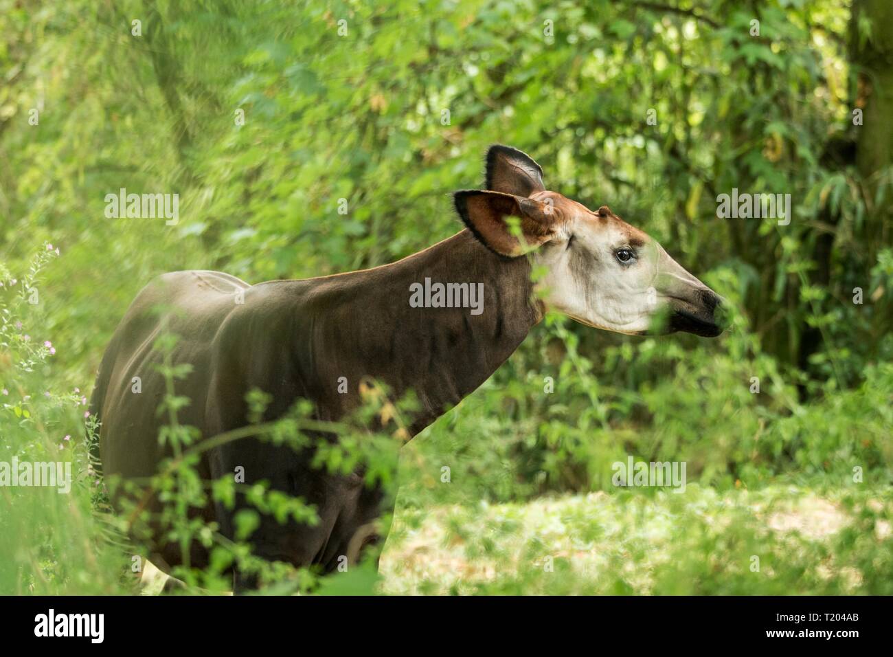 Okapi (Okapia johnstoni), forest giraffe or zebra giraffe, artiodactyl ...