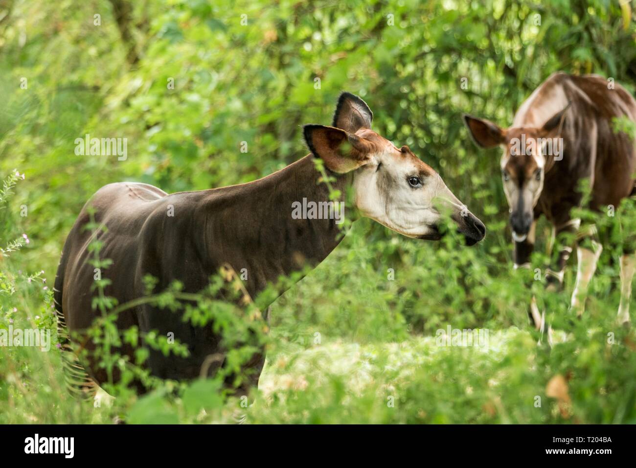 Okapi (Okapia johnstoni), forest giraffe or zebra giraffe, artiodactyl ...