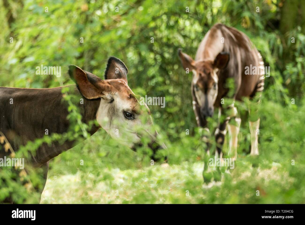 Okapi (Okapia johnstoni), forest giraffe or zebra giraffe, artiodactyl ...