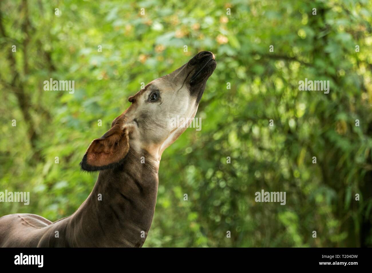 Okapi (Okapia johnstoni), forest giraffe or zebra giraffe, artiodactyl ...