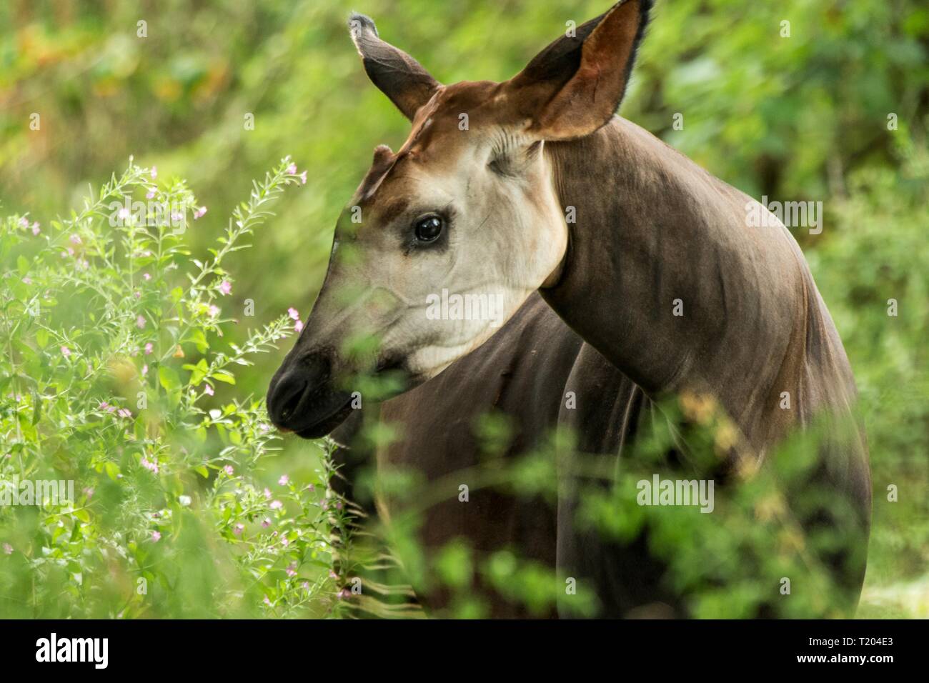 Okapi (Okapia johnstoni), forest giraffe or zebra giraffe, artiodactyl ...