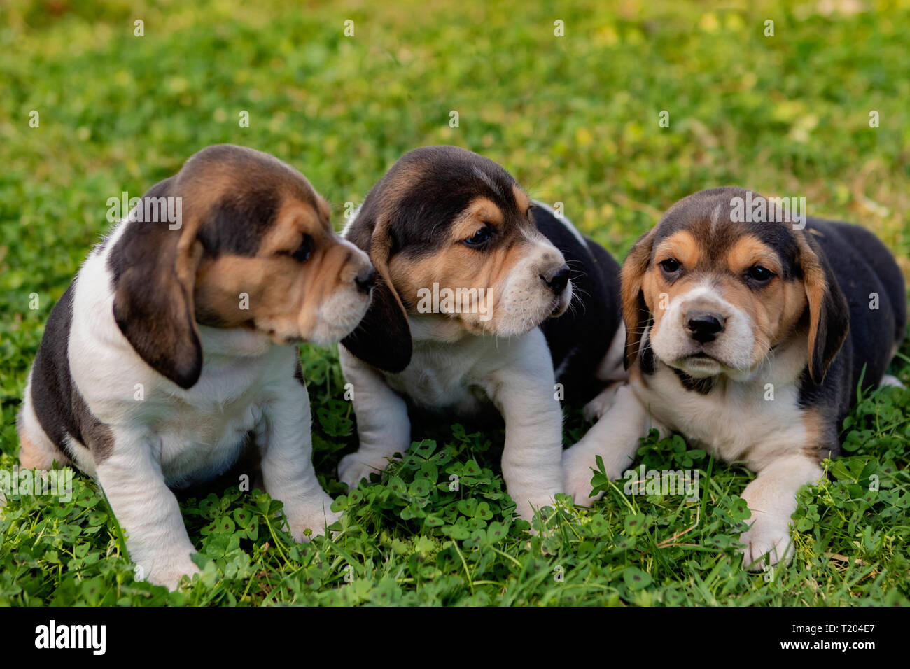 Pupies hi-res stock photography and images - Alamy
